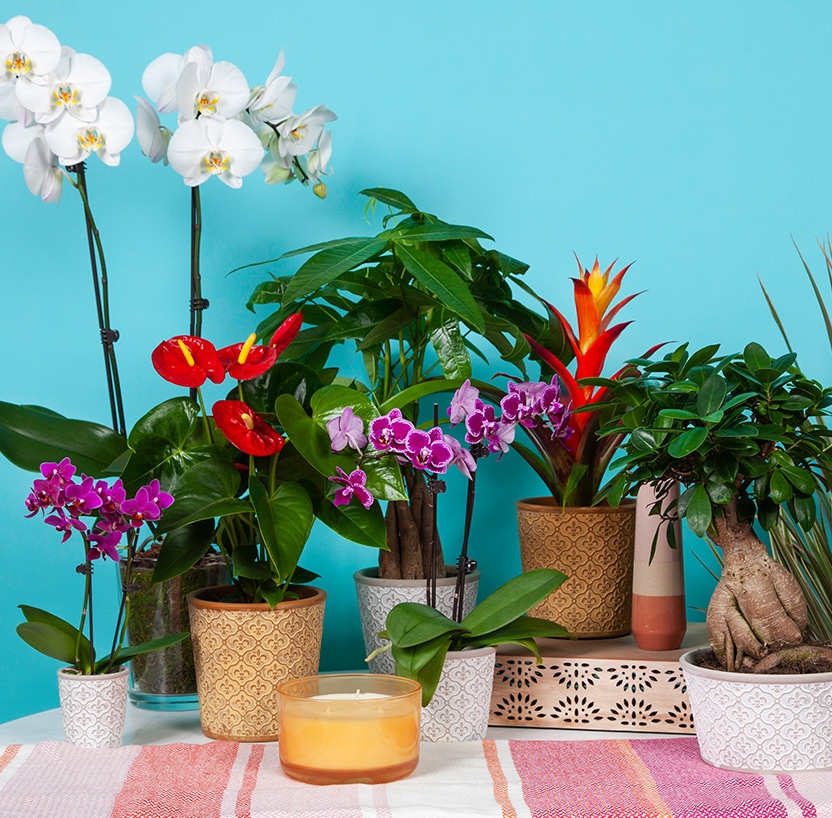 Max and Miles Plants