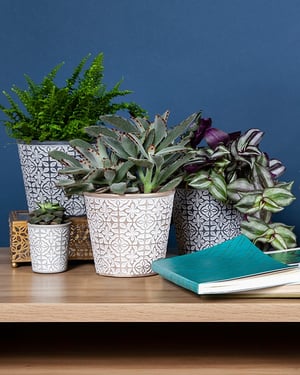 Max and Miles Plants