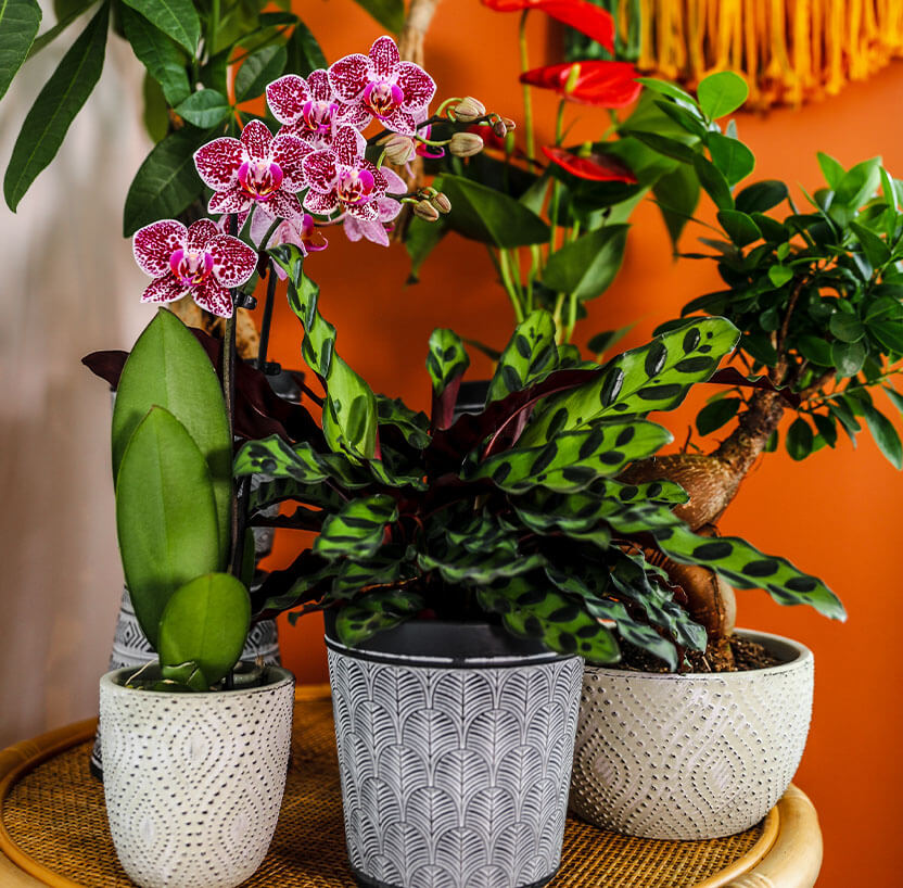 Max and Miles Plants