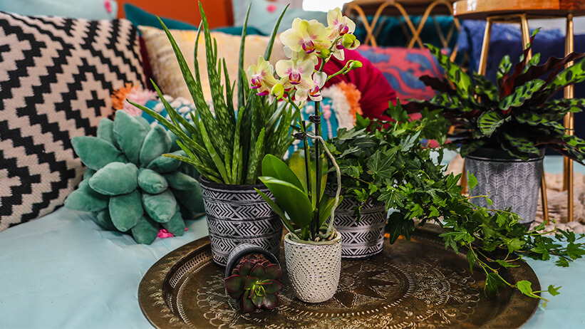 Max and Miles Plants