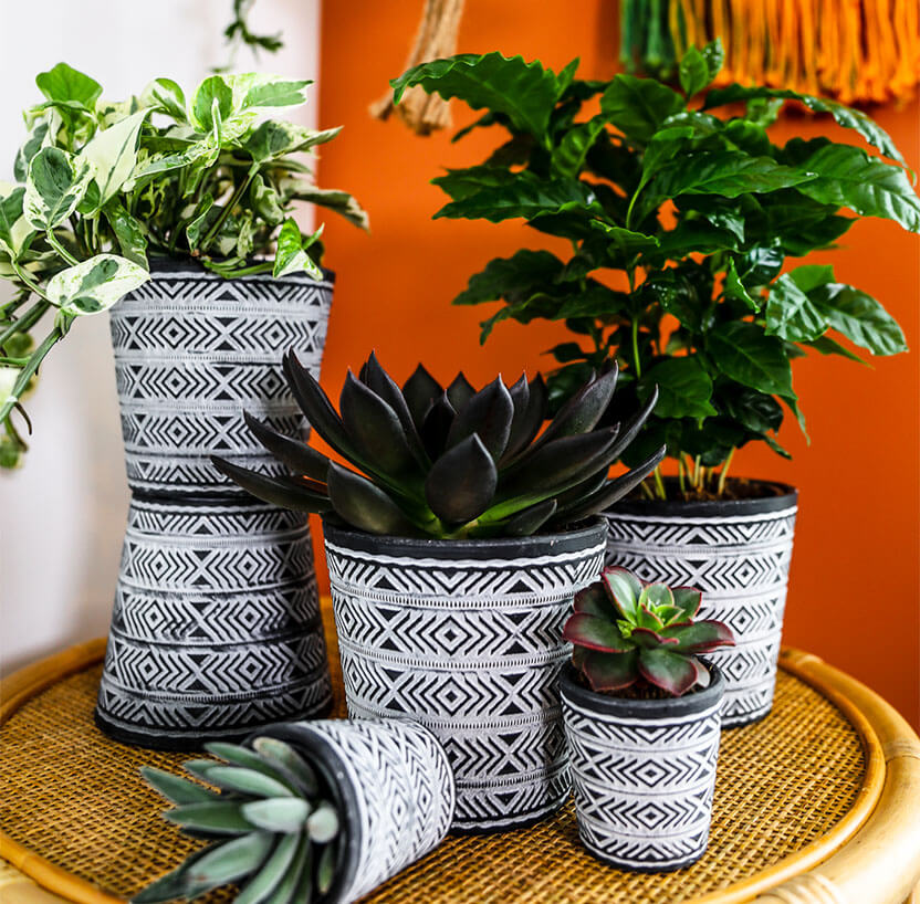 Max and Miles Plants