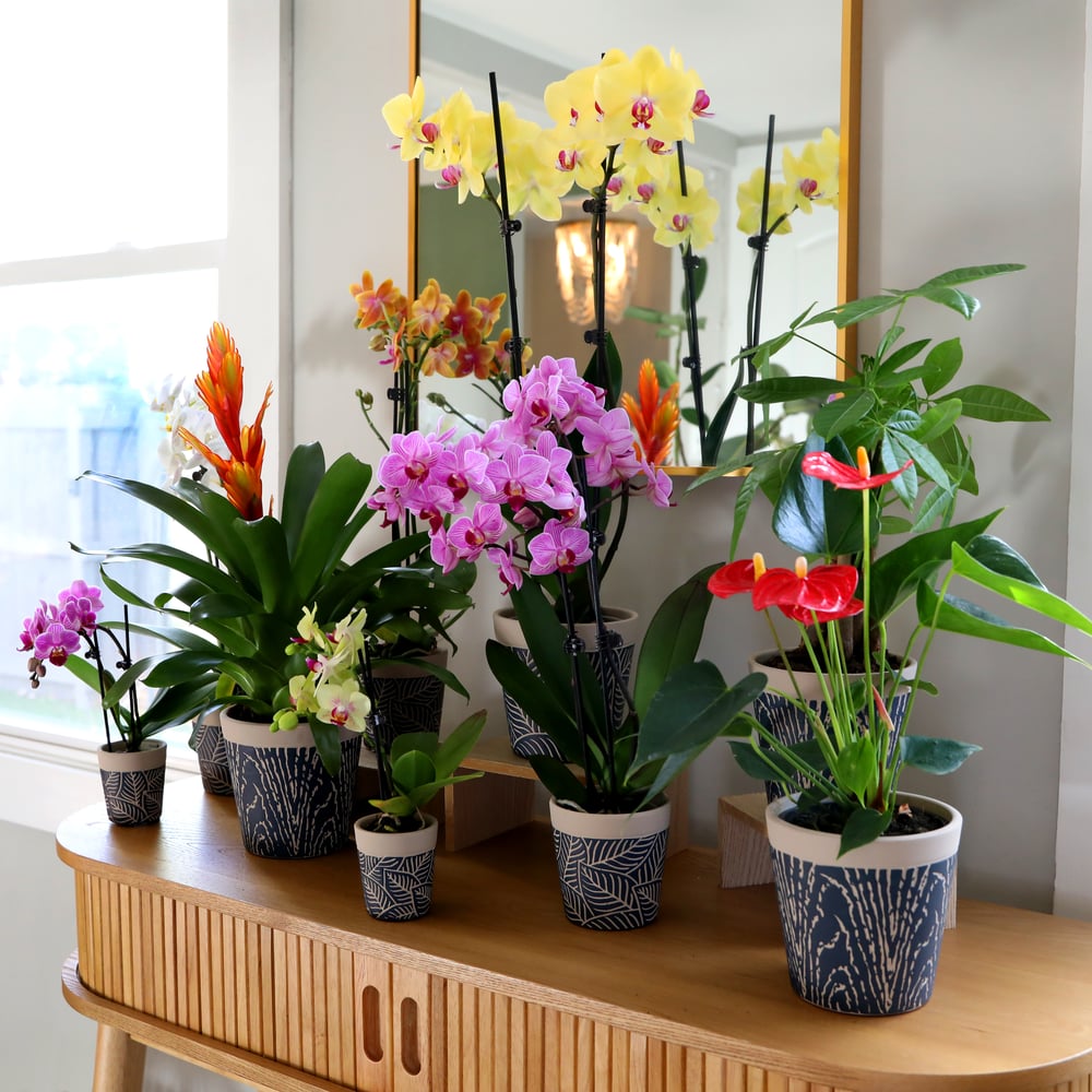 Max and Miles Plants