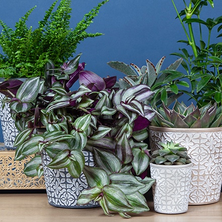 Max and Miles Plants